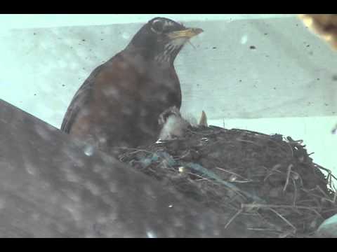 Baby Robin Poop - YouTube