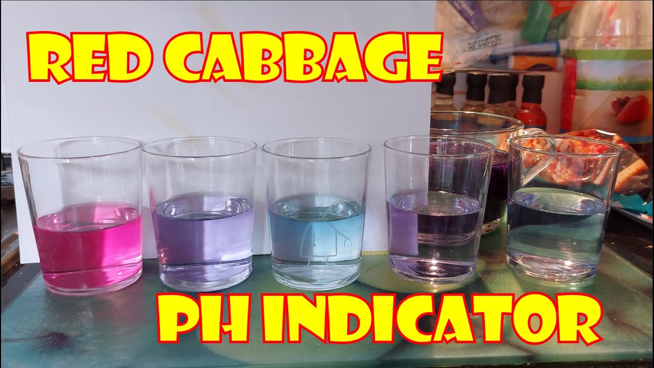 Video Reply - Red Cabbage as a pH indicator - YouTube