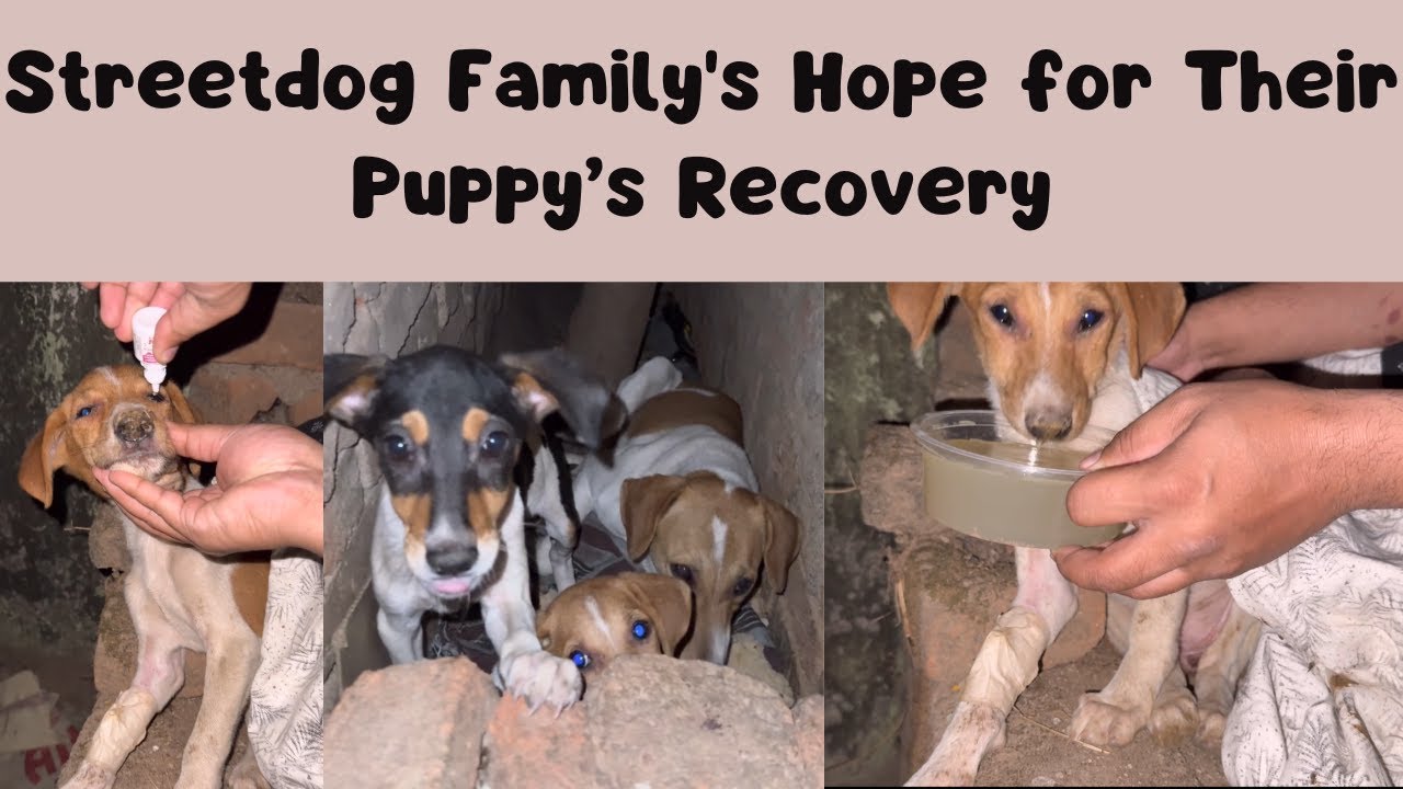 Streetdog Family's Hope for Their Puppy’s Recovery | Puppy Treatment ...