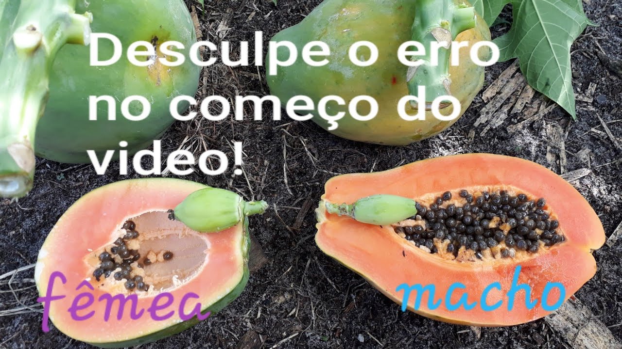 MAMÃO PAPAYA !👍(( DIFERENÇA ENTRE MACHO E FÊMEA ))# MARANHÃO - YouTube