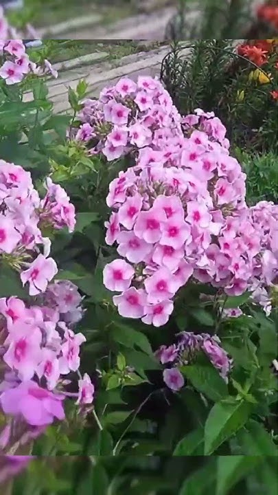 Подарю Цветы 🥀🥀🥀🥀🥀🥀🥀🥀🥀🥀🥀 - YouTube