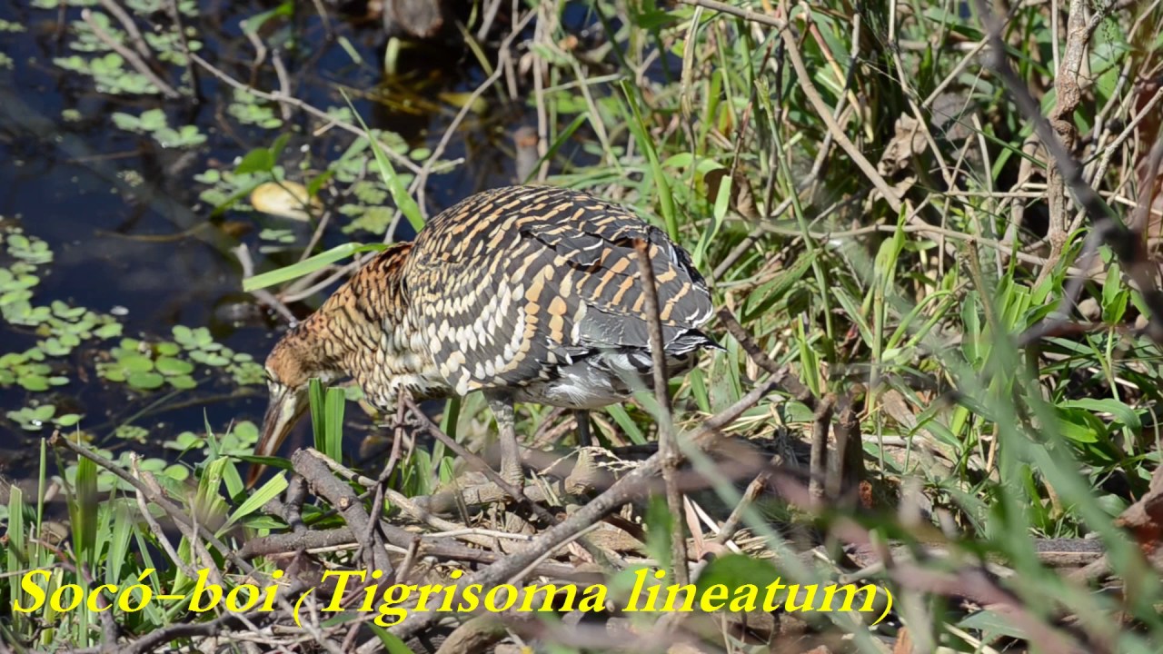 socó boi Tigrisoma lineatum - YouTube