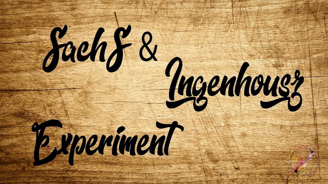 BIOLOGY PROJECT [SACHS & INGENHOUSZ EXPERIMENT] - YouTube