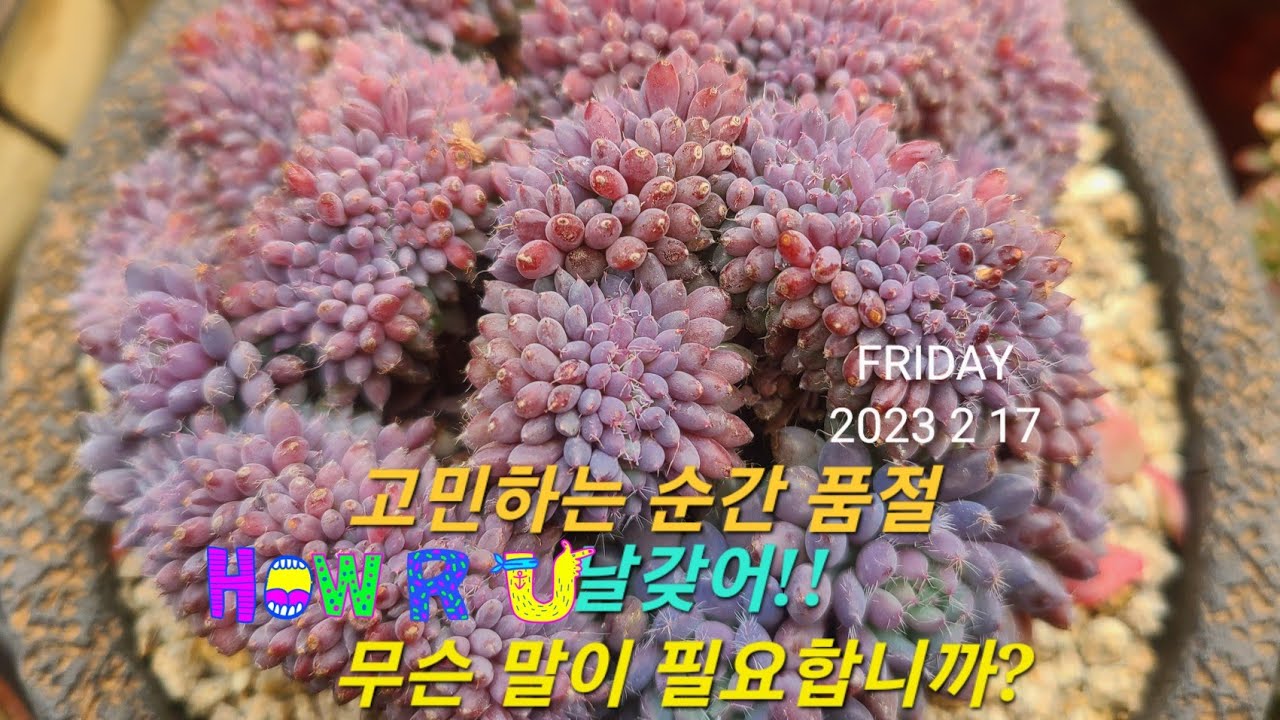 2023년 2월17일 세일 할인~국민다육 방문구매3개5000원선녀와나무꽃화분다육신상안내다육금화분택배다육택배다육이다육식물인천다육 Youtube