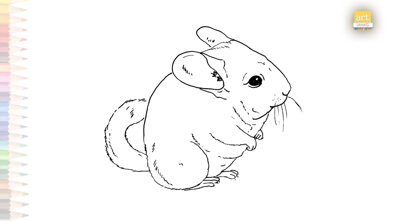 Long Tailed Chinchilla drawing | How to draw Chinchilla easy way step ...