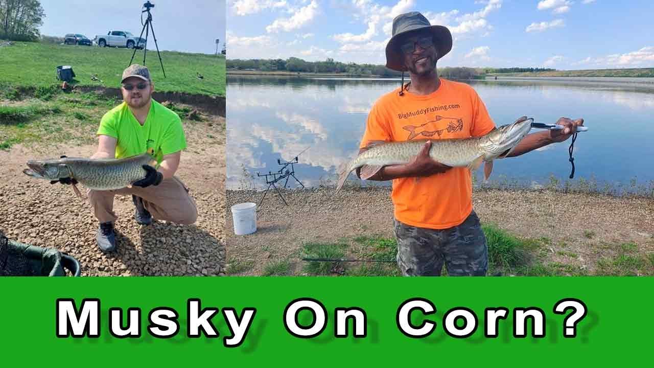 Musky On Corn While Fishing For Carp. Zorinsky Omaha Nebraska - YouTube