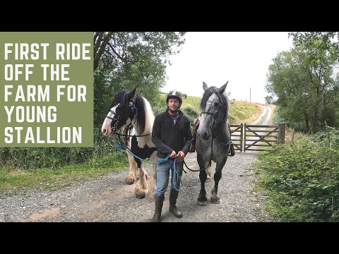 First ride out with our young stallion! - YouTube