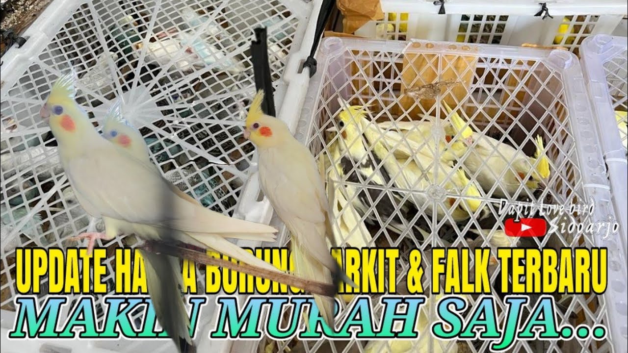 HARGA BURUNG PARKIT & FALK TERBARU DI BULAN OKTOBER 2022 - YouTube
