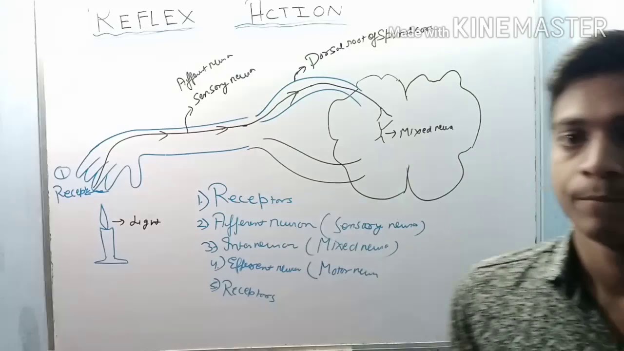 Reflex arc and Reflex action in Nervous system with diagrammatic form ...