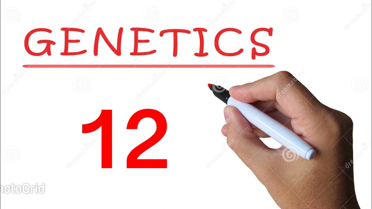 Genetics | Punnett Square & Branched Line Method for Monohybrid ...