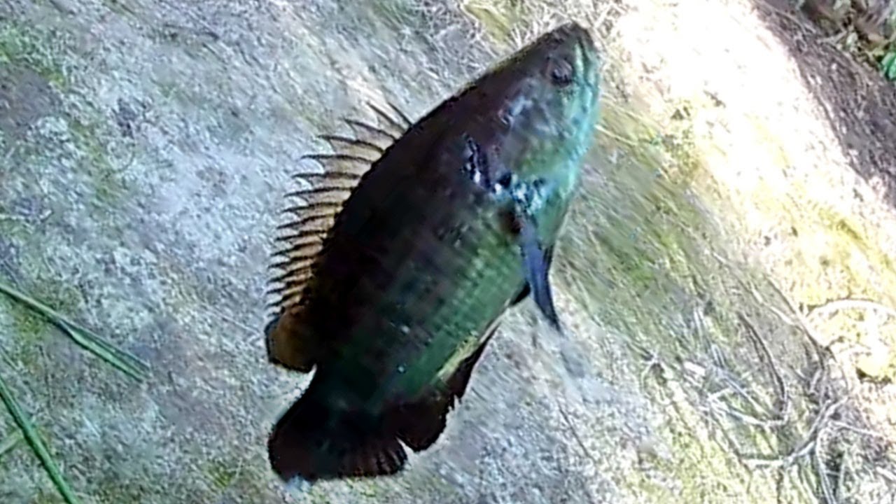 Fishing "Puyu" fish or Climbing Perch || don't need skill, just do it ...