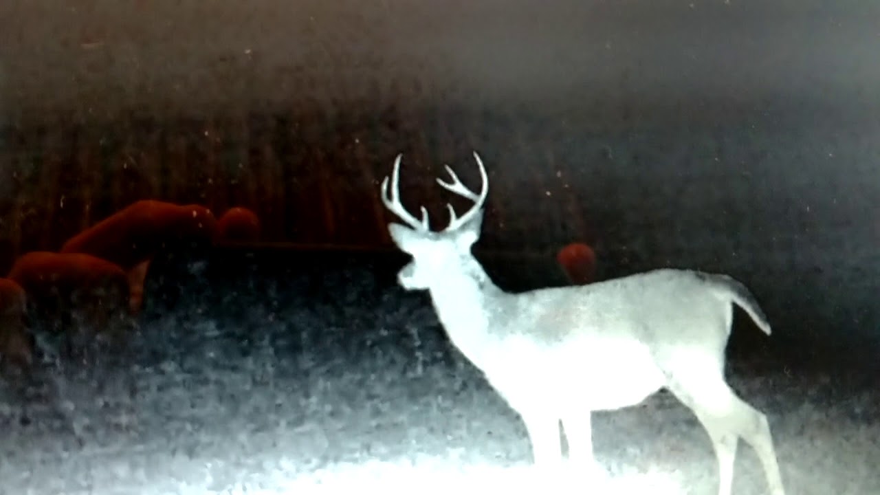 Graveyard deer - YouTube