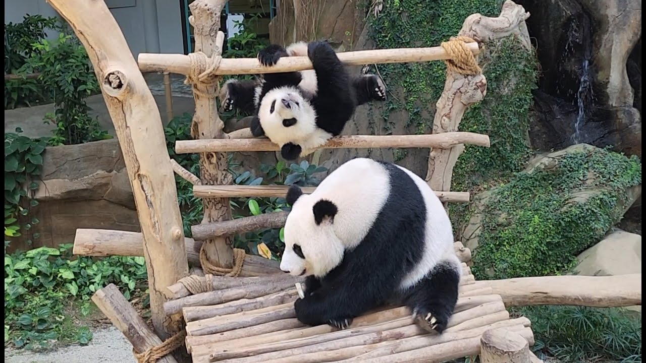 20220926 Giant Panda Sheng Yi 升谊 and mummy Feng Yi 风仪 (aka Liang Liang ...