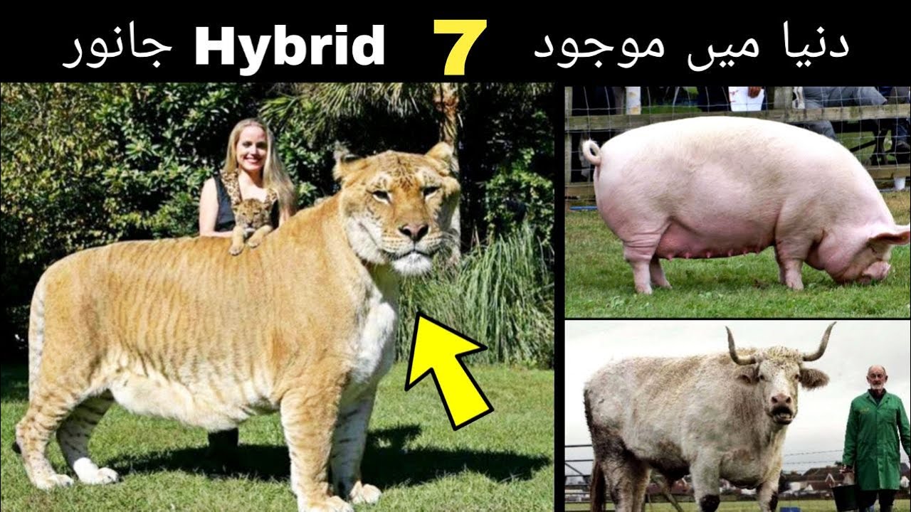 Seven Hybird Animal in the World - YouTube