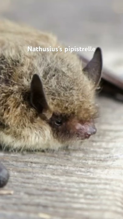 UK animal shorts | Nathusius’s pipistrelle #taylorswift #nature - YouTube