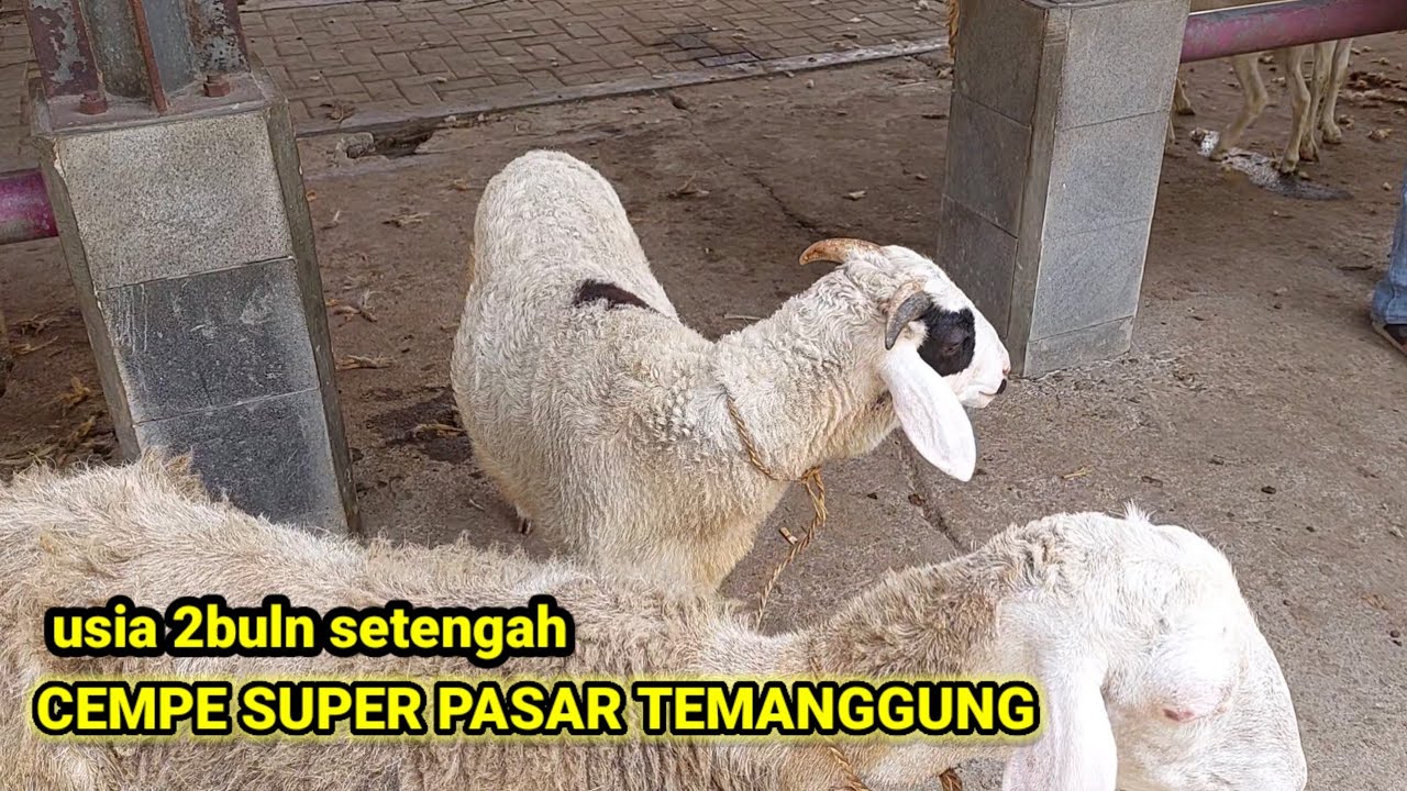 HARGA DOMBA CEMPE SUPER DI PASAR TEMANGGUNG - YouTube