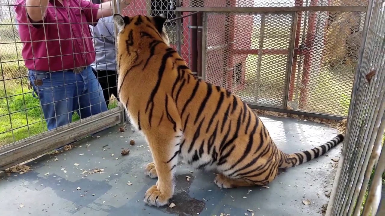 CARE Welcomes Four Tiger Rescues! - YouTube