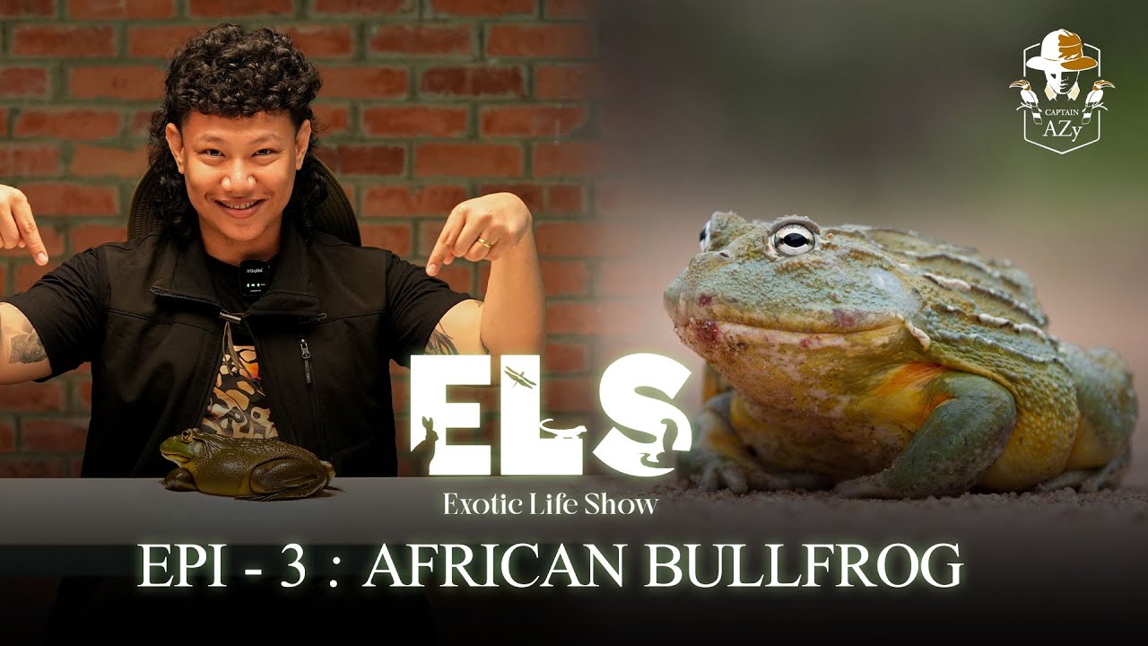 Exotic Life Show (ELS) | Episode - 3 : African Bullfrog 🐸 - YouTube