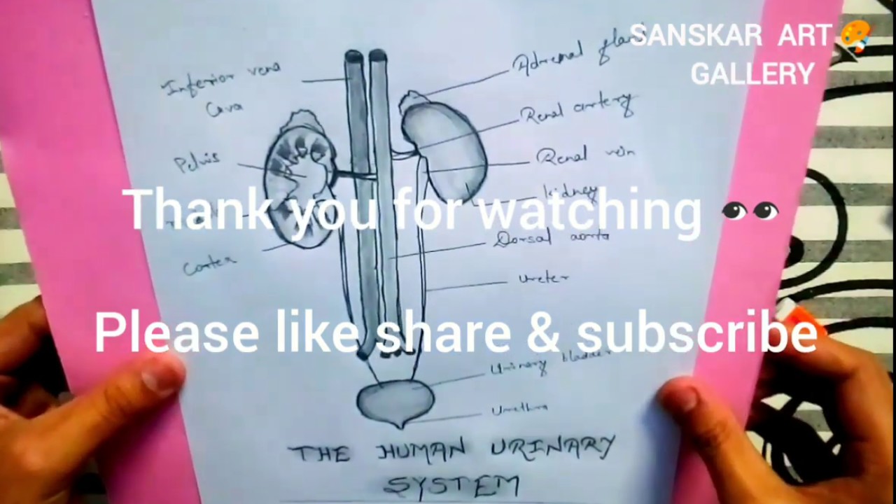 HOW TO DRAW THE HUMAN URINARY SYSTEM | Learn Step By Step | Human ...