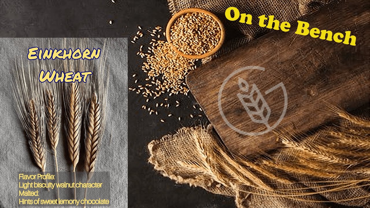 Ancient Wheat Series - Einkhorn - YouTube