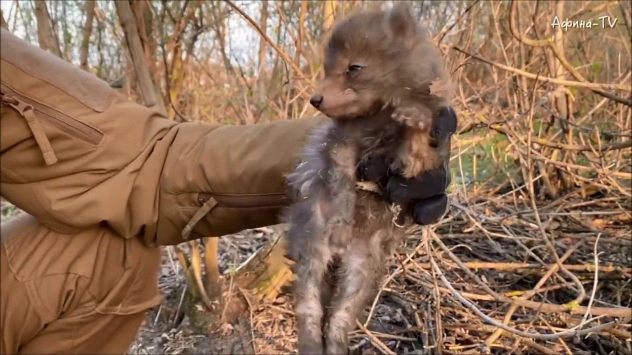 The fox cub rescued by humans - YouTube