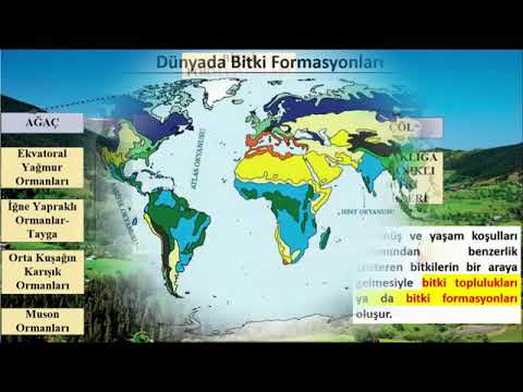 YERYÜZÜNDEKİ BİTKİ ÖRTÜSÜ