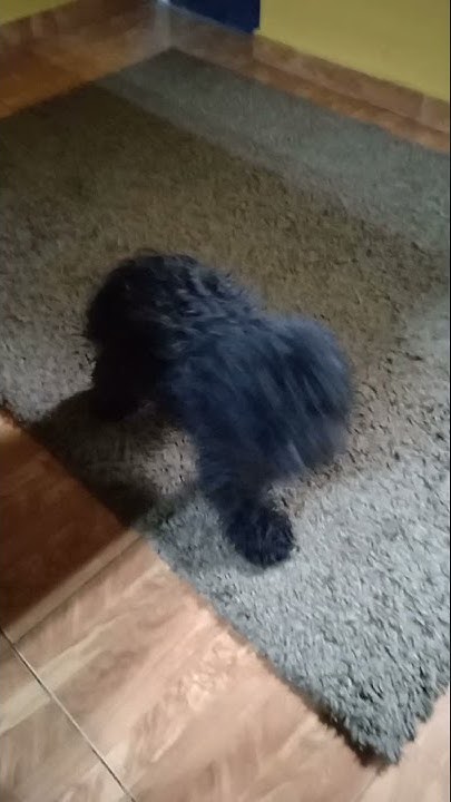 perro baila cueca - YouTube