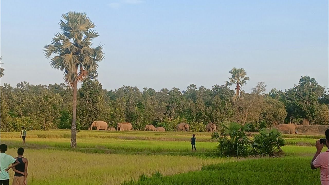 Massive Elephant Eating Rice Crops in Broad Daylight! 😱 - YouTube