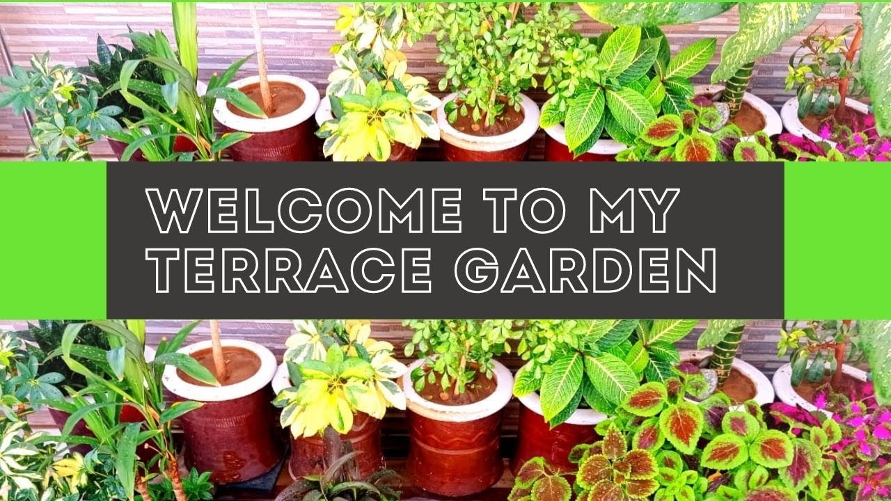 Welcome to my Terrace Garden - YouTube