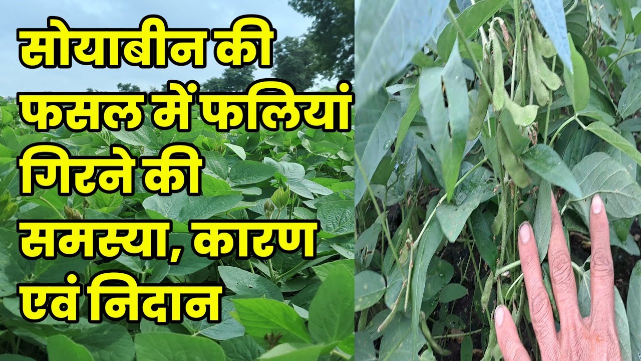 soyabean me faliya girne se kaise roke | सोयाबीन की फसल में फलियां ...