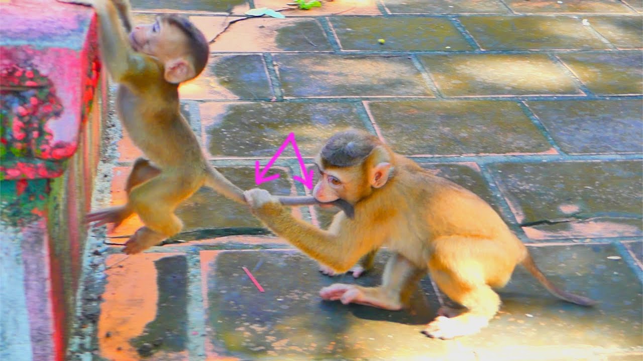 Not right...Hey, monkey SARO st-op plays like that with your brother ...