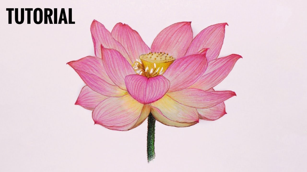 How to draw a beautiful realistic Lotus with easy steps for beginners ...