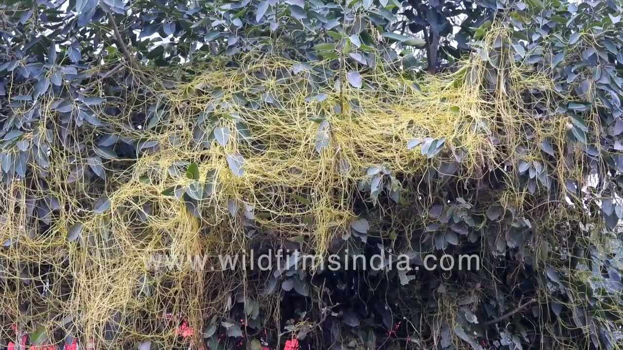Cuscuta reflexa or Dodder is a parasitic creeper that lives on and off ...