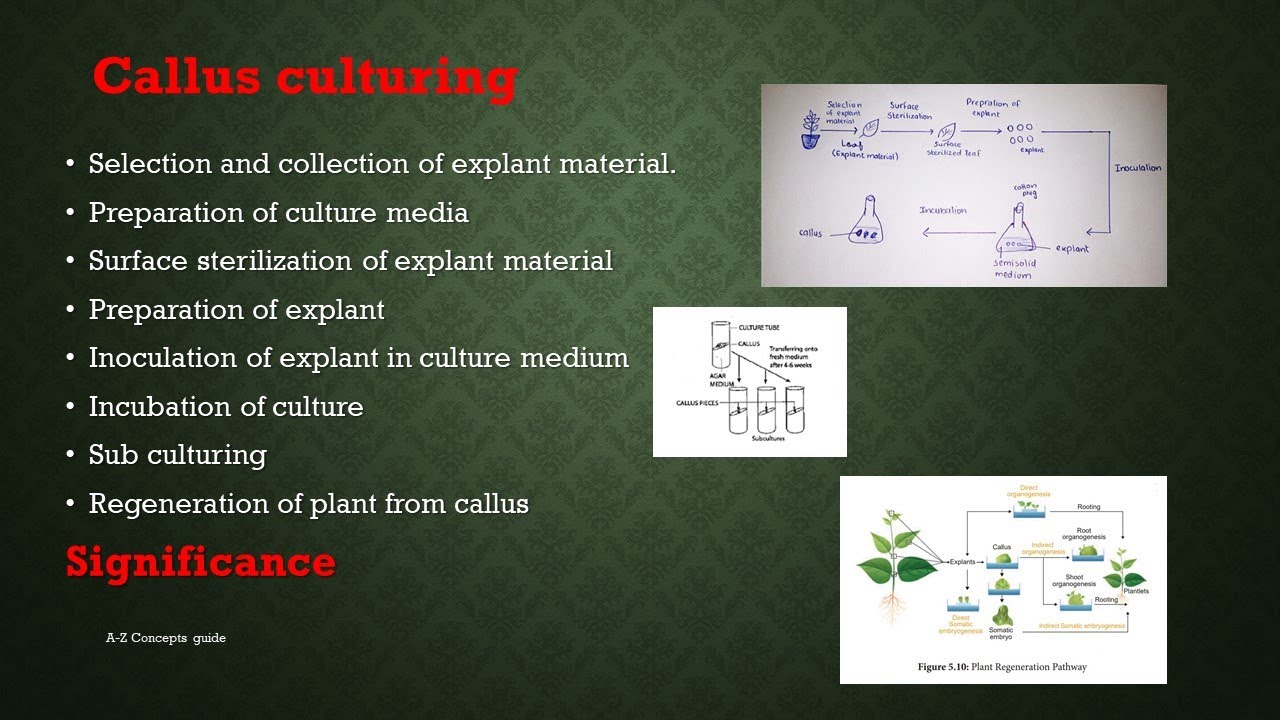 Callus culture | Steps in callus culturing | Plant tissue culture | A-Z Concepts guide - YouTube