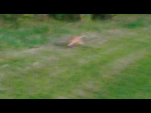 Fox playing golf - YouTube