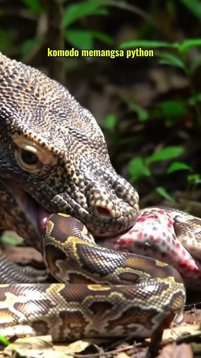 KOMODO MEMANGSA PYTHON - YouTube