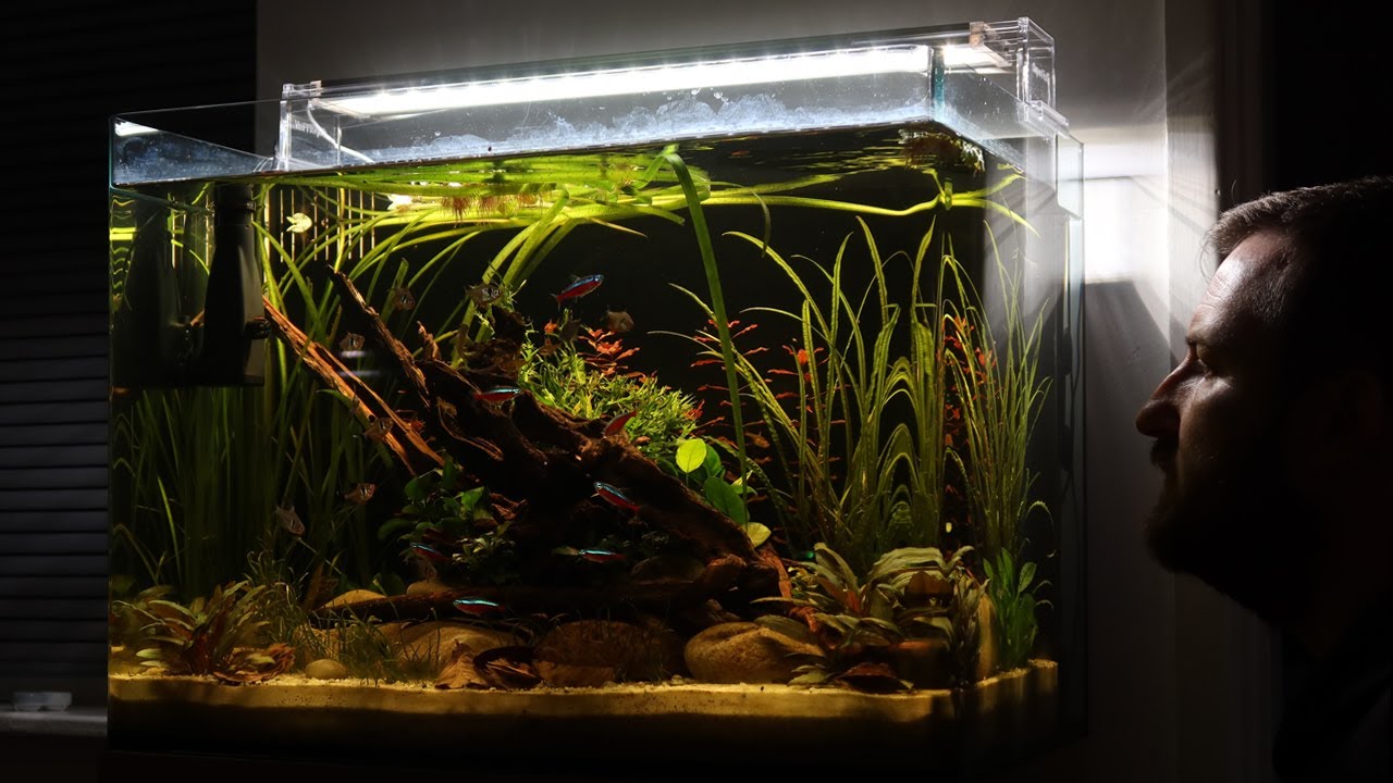 Thriving Tetra Community: The Ultimate Planted Fish Tank - YouTube