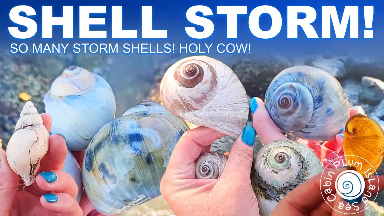 It's Raining Shells! | Crazy Storm Shells | The Ocean is Wild | Cold ...