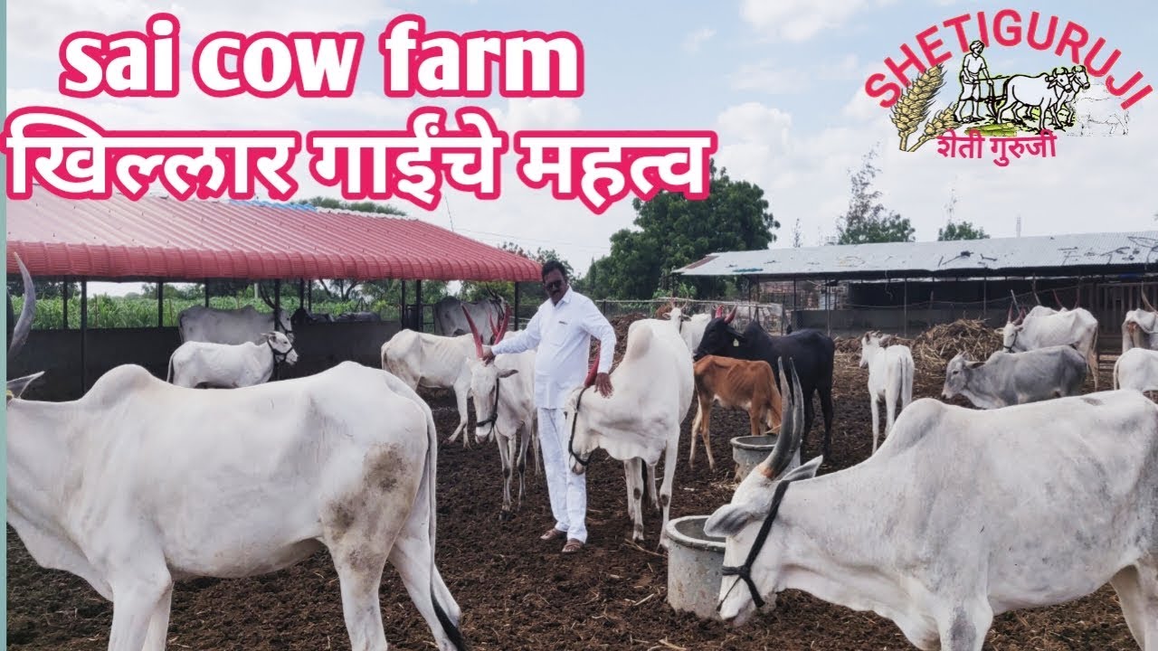 Sai cow form /खिल्लार गाईंचे महत्त्व. - YouTube