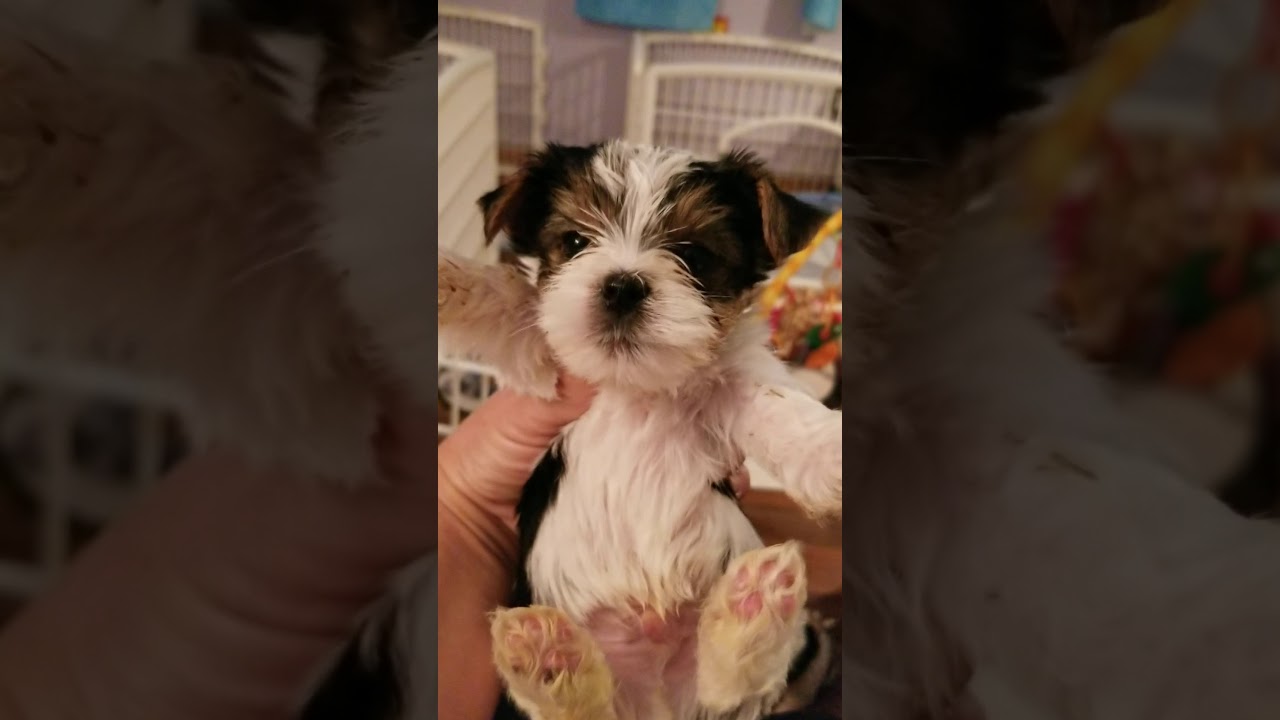 AKC parti yorkies, Pearl's puppies 5 weeks old - YouTube