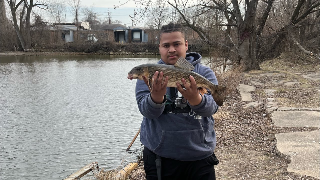 Red horse sucker fish - YouTube