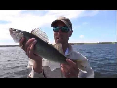 Whacking Walleyes (Catch & Cook); Fishful Thinker TV - YouTube
