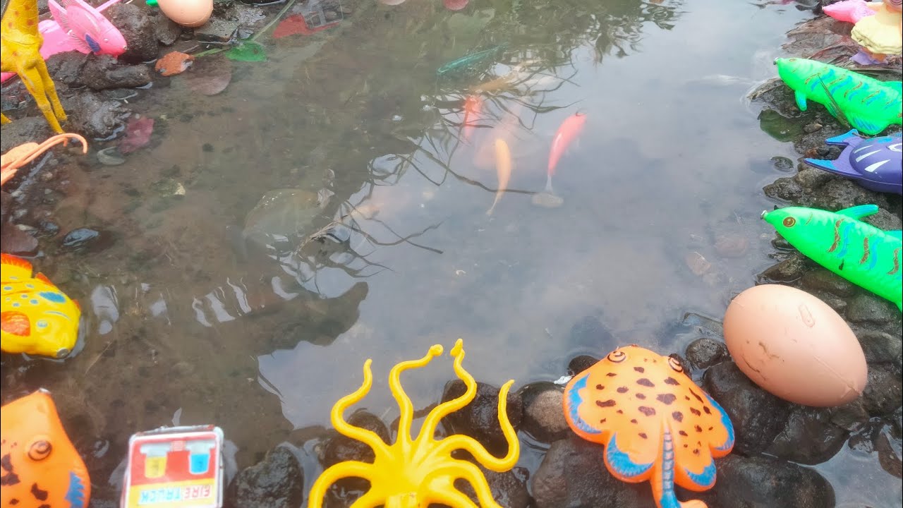 mencari ikan,,!!! ikan komet, ikan slayer, ikan nemo, ikan biru ...