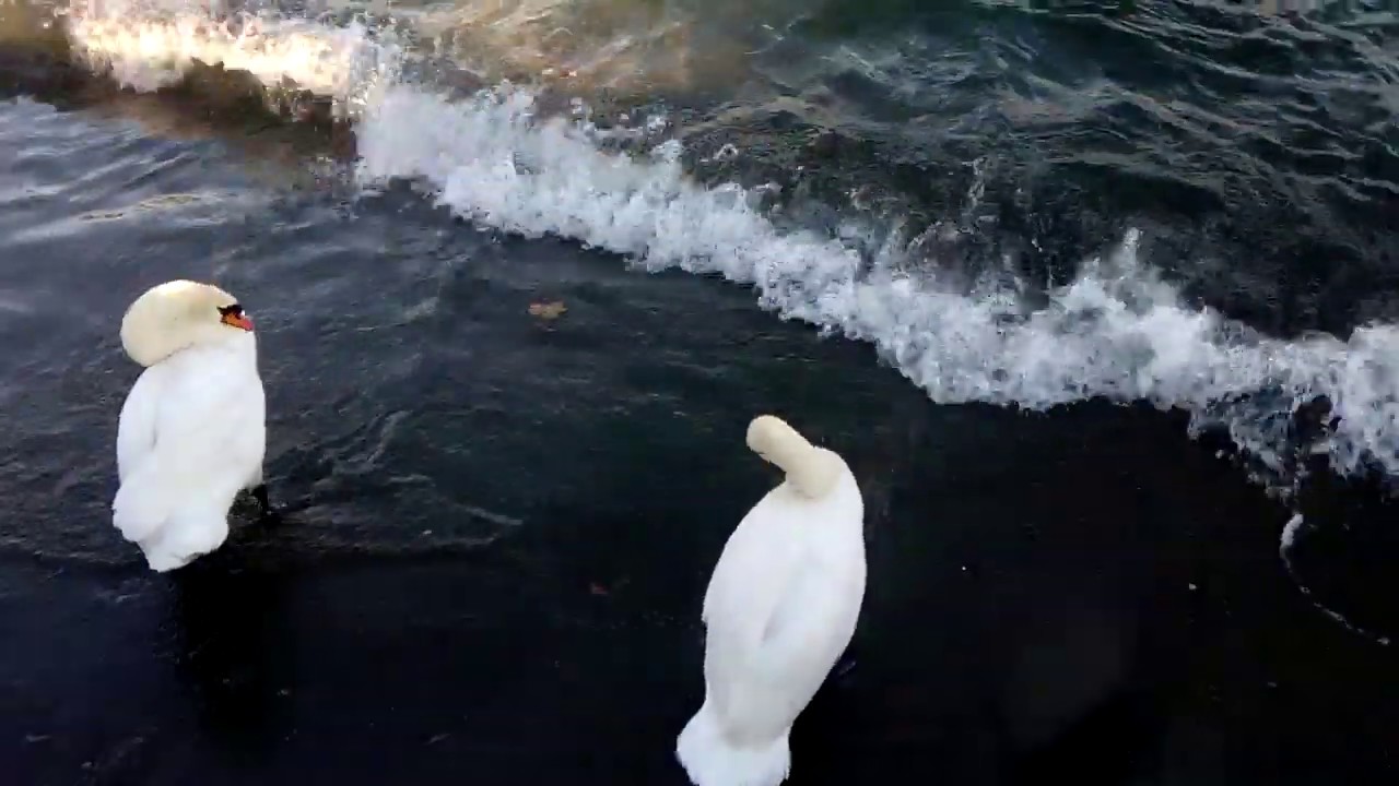 Swans! Relaxing video 2 - YouTube