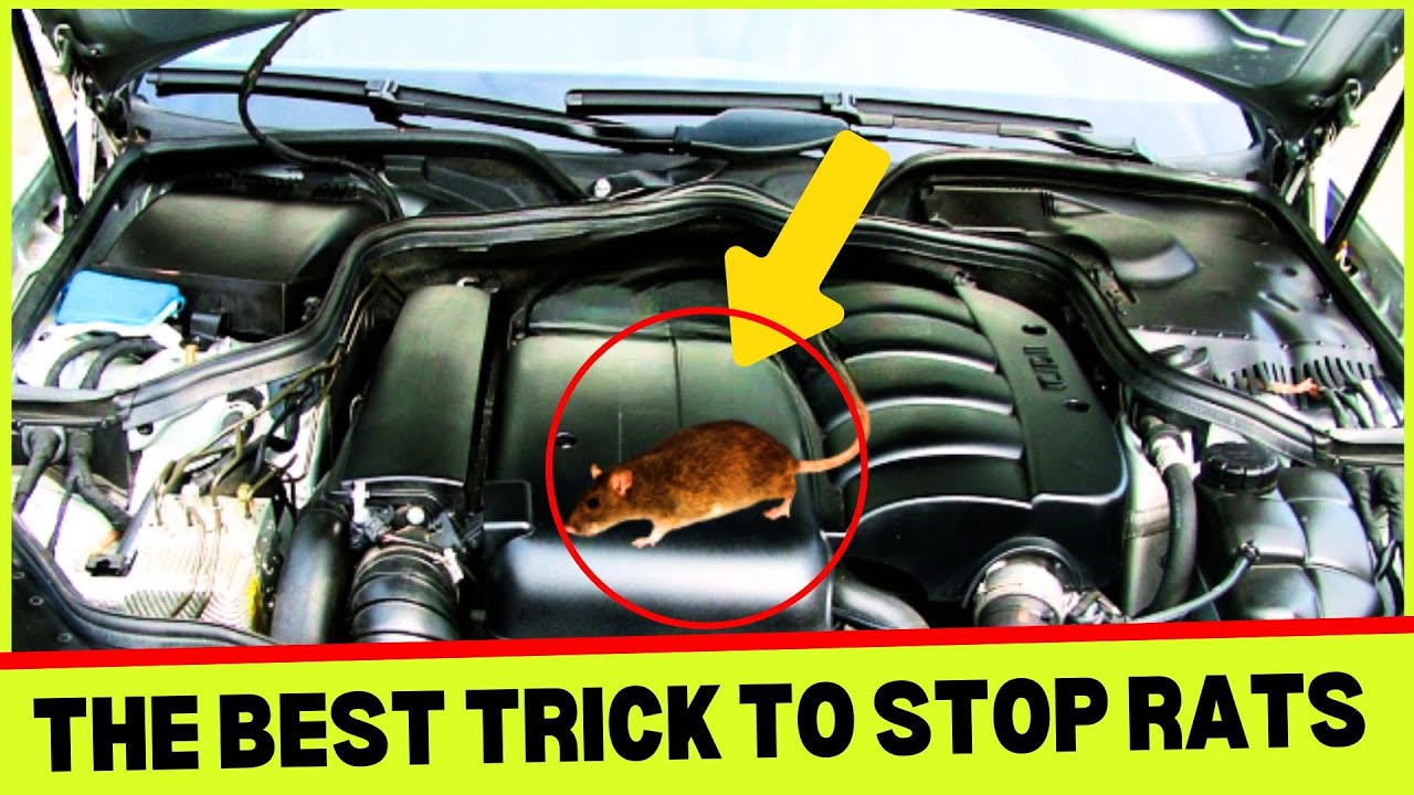 Rats in Your Car Engine?😱 Try THIS Before It’s Too Late! 🐀 - YouTube