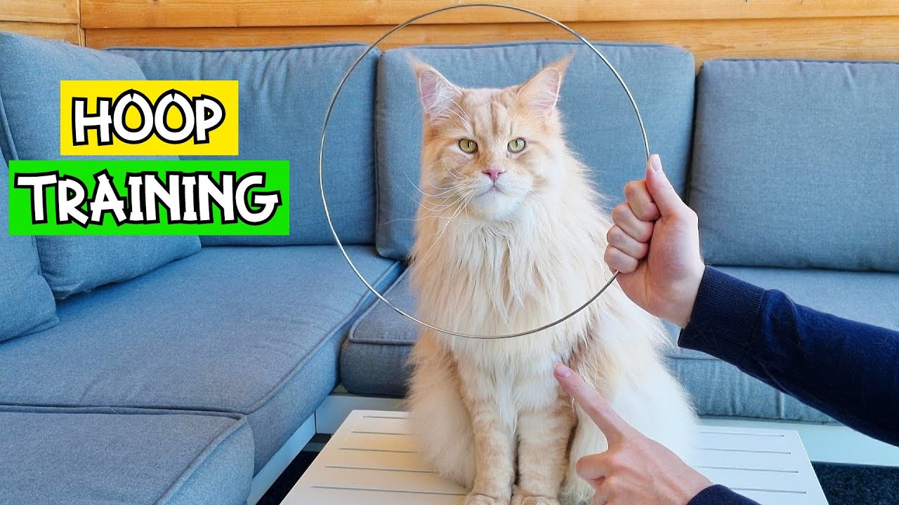 How to Teach Your Cat to Jump Through a Hoop! - YouTube