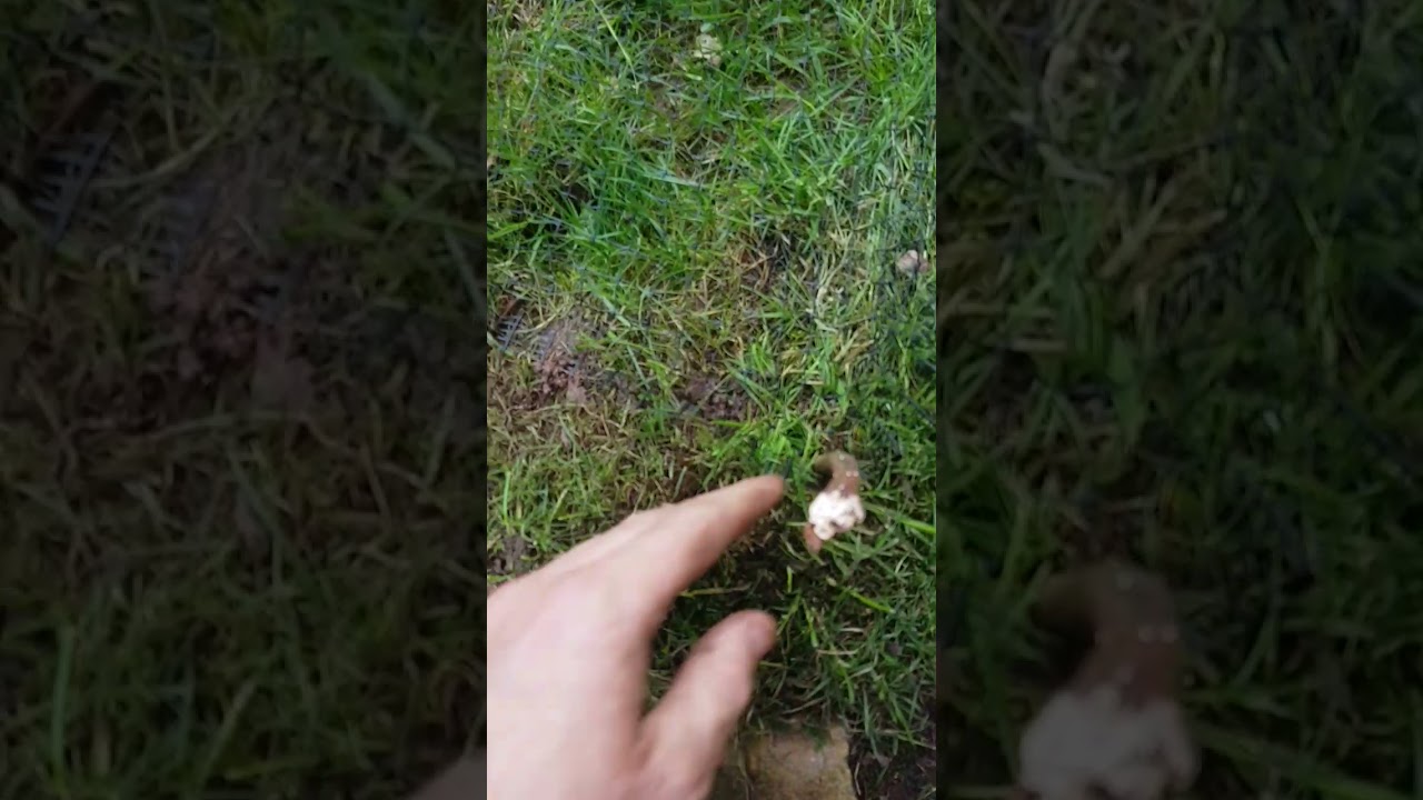 Part 3 pinning down the mesh to stop badgers digging up your lawn - YouTube