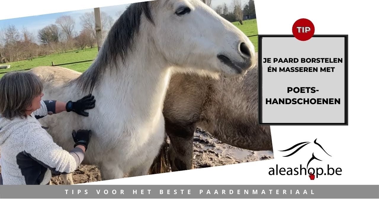 Je paard poetsen én masseren met de poetshandschoenen - YouTube