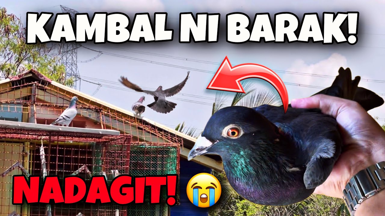 KALAPATI NATING KULAY ITIM WALA NA 😭 - YouTube