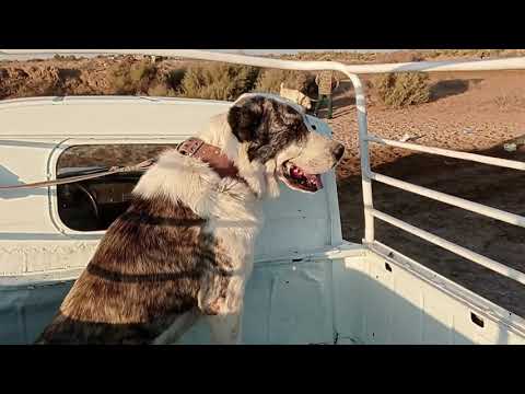 Турнир Тест Испытаний Мары 1ый тур обзор собак Turkmen It alabay Central Asian Test Work Dogs Alabai